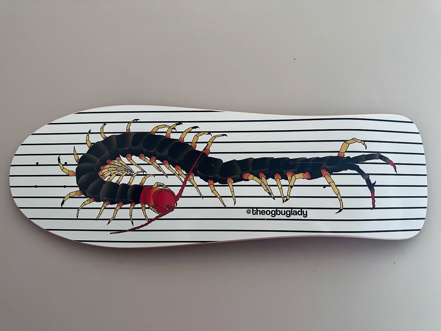 Giant Redheaded Centipede | The OG Bug Lady