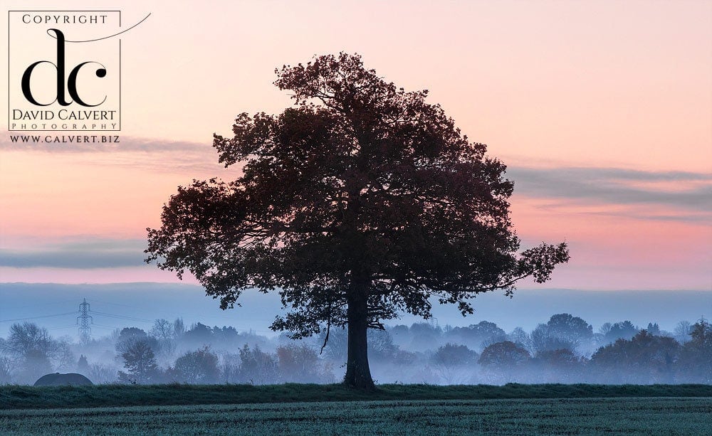 Oak Tree in Hertfordshire #4 | Suffolk Prints and Cards | David Calvert ...