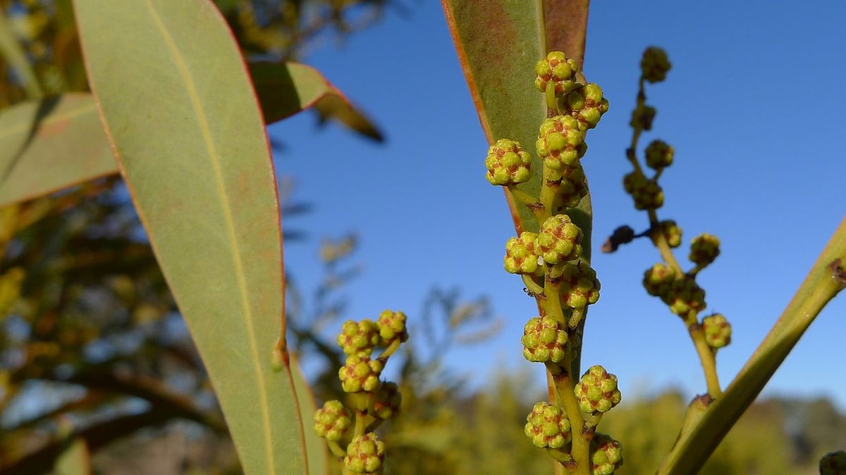 Acacia rubida - Red-stemmed Wattle | Reforest Bush Nursery
