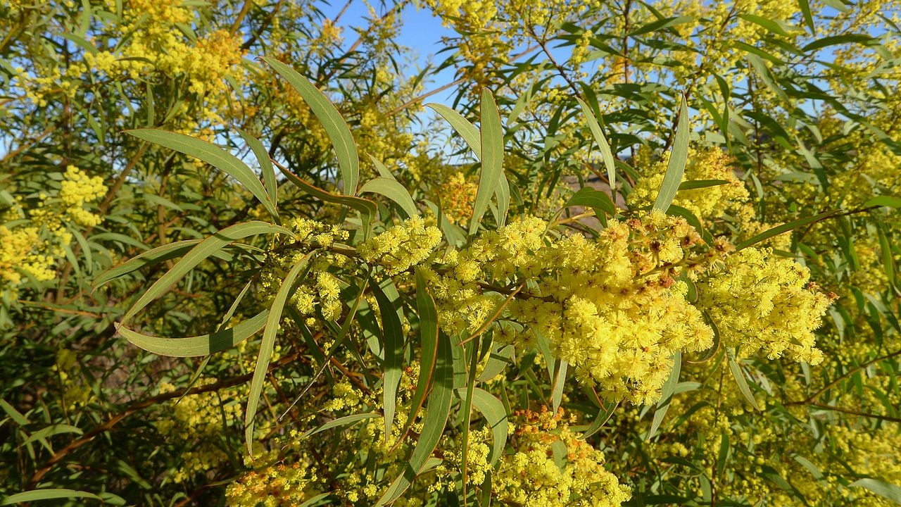 Acacia rubida - Red-stemmed Wattle | Reforest Bush Nursery