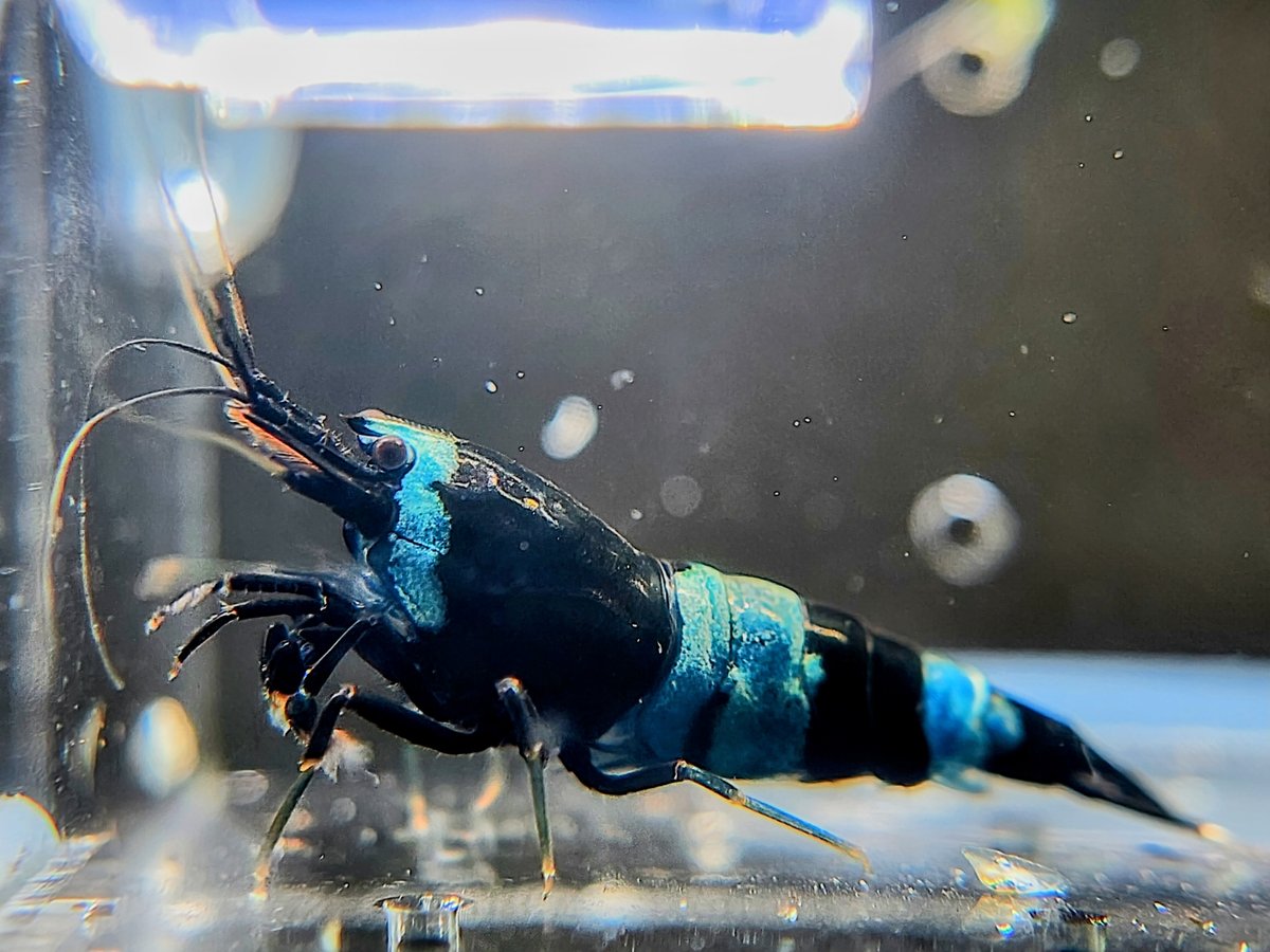 Shadow Panda | Refined Aquaria