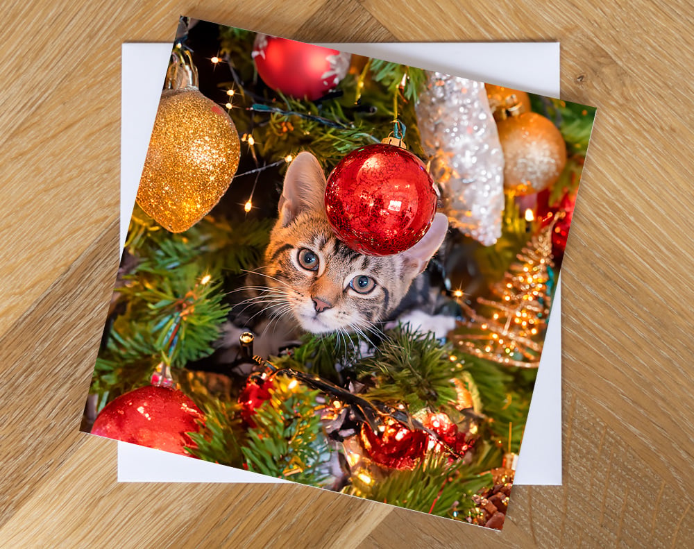 Cat Christmas Card. Great Xmas card for cat lovers! | Suffolk Prints ...