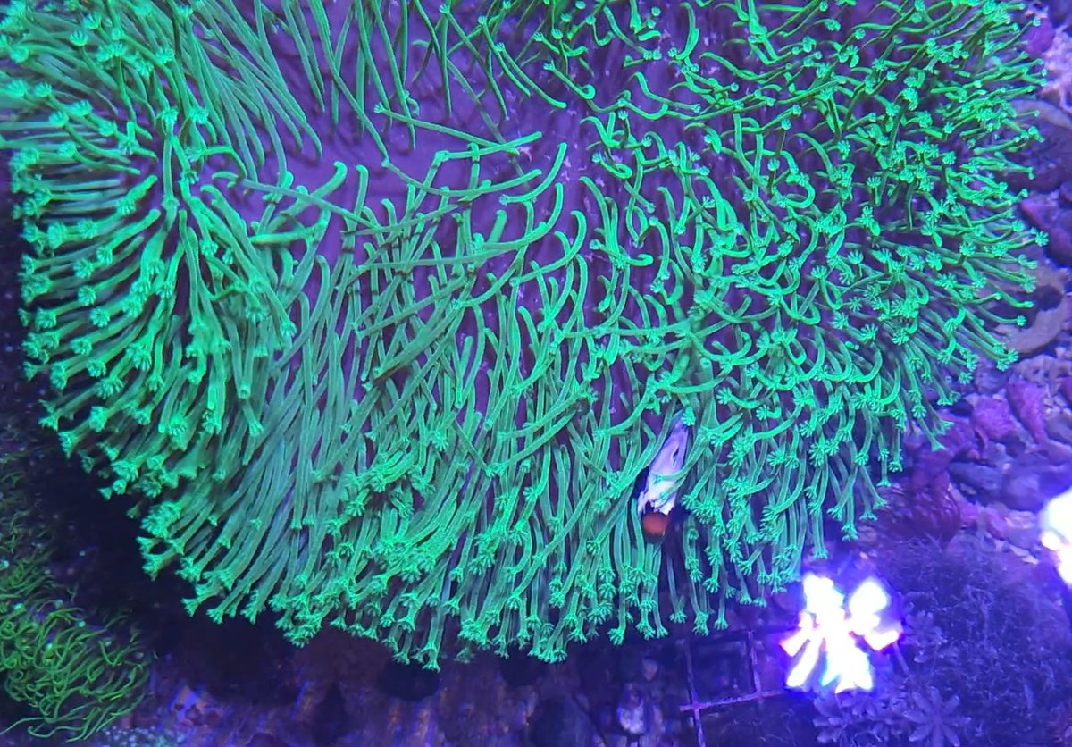 Sweet Frag — SF Toadstool Heaven 1" frag super long polyps