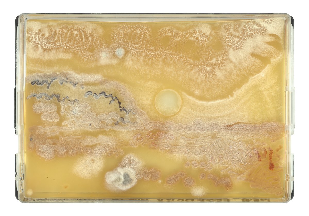 Growing North Hill | Zoe Snape Artist