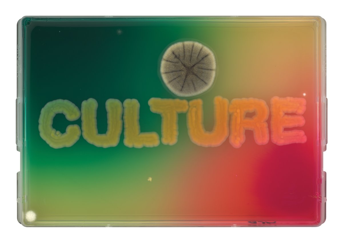 Culture | Zoe Snape Artist