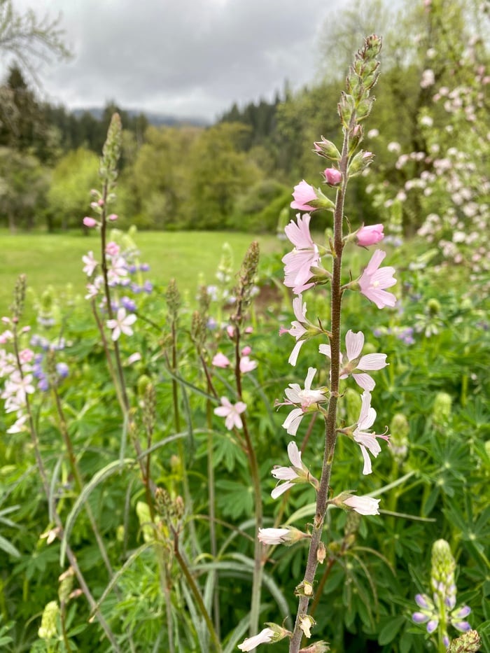 Meadow Checkermallow : Sidalcea campestris | GOOD YEAR FARMS