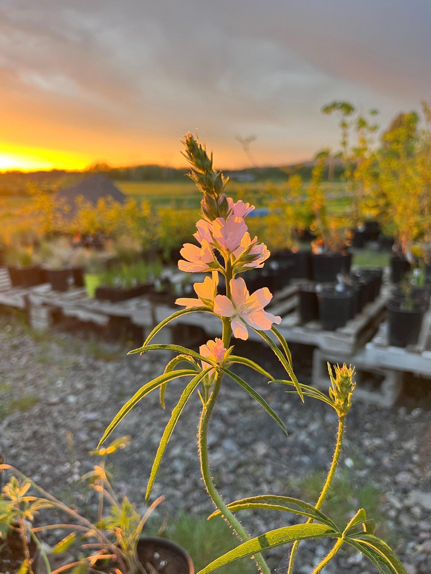 Meadow Checkermallow : Sidalcea campestris | GOOD YEAR FARMS