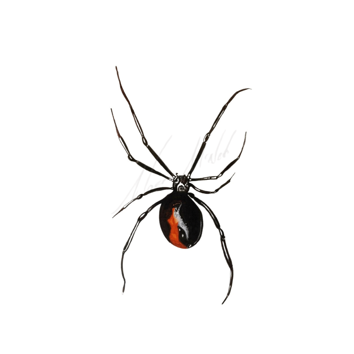 Latrodectus hasselti Redback Spider | Mazzart Latrodectus hasselti Redback Spider | Mazzart