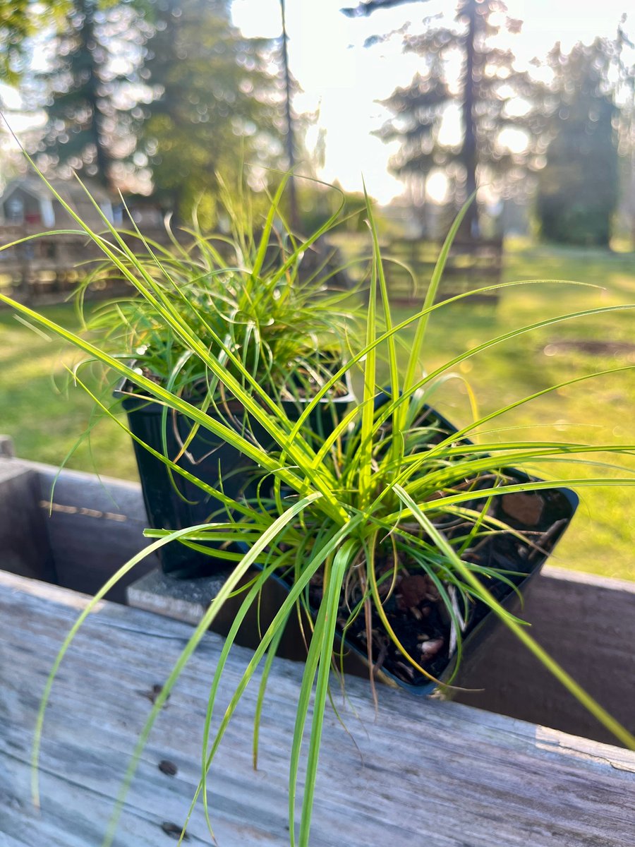Foothill Sedge : Carex tumulicola | GOOD YEAR FARMS