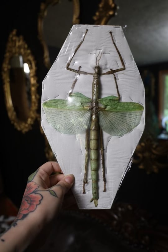Giant Green Stick Insect (Unmounted) | Bewitched Oddities