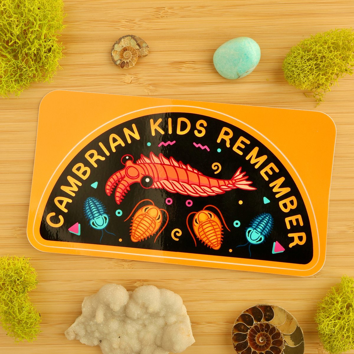 Cambrian Kids Remember BUMPER Sticker | fossilforager