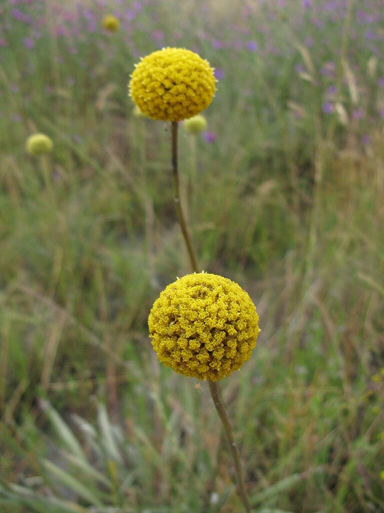 Pycnosorus globosus - Billy buttons (Drumsticks) | Reforest Bush Nursery