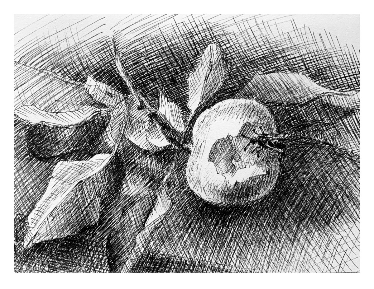 Apple, ink drawing in frame, 13x18 cm, 2023 | ALENA POST