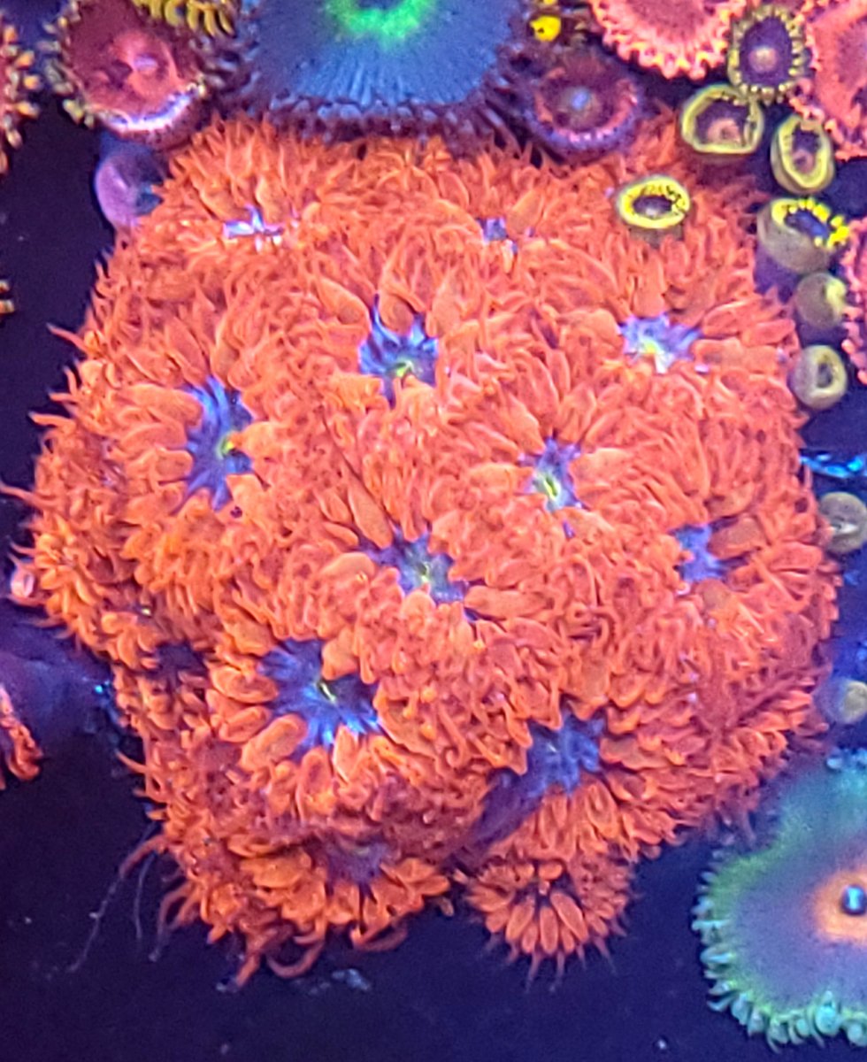 Blue Raven Blasto | Coral Life