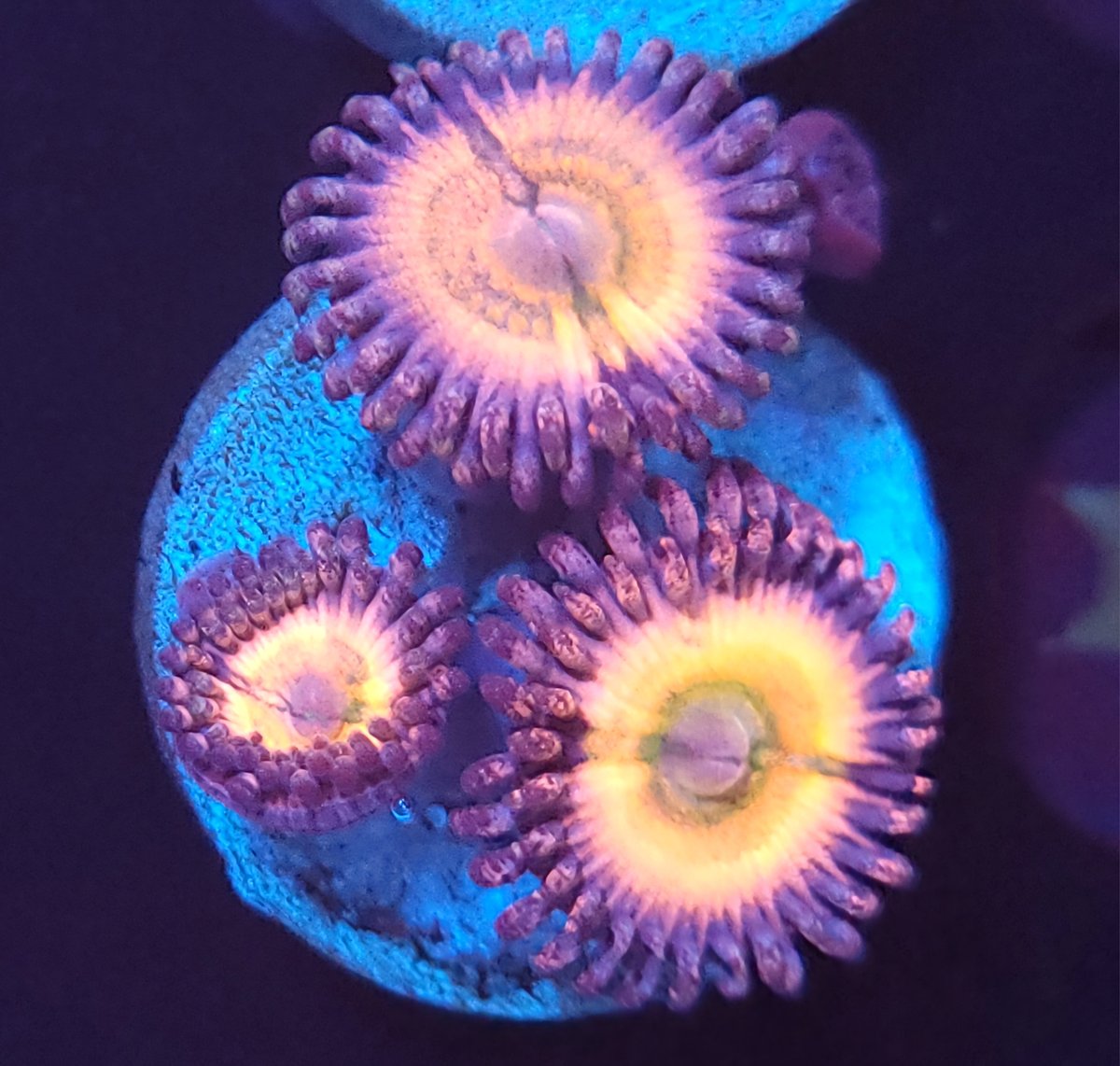 Rainbow Infusion Zoas | Coral Life