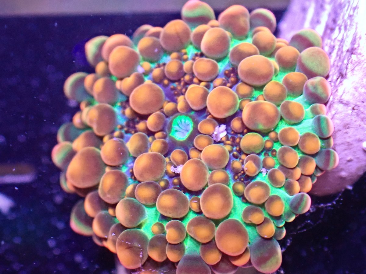 Sweet Frag — Godzilla Bounce 1"