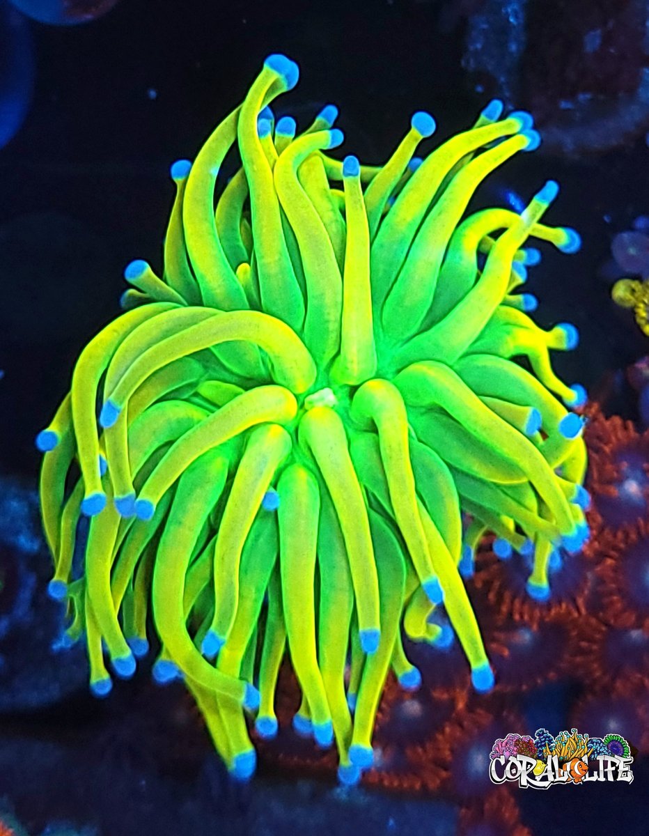 BKChem Jolly Rancher Torch Coral – Single Head (WYSIWYG) | Coral Life