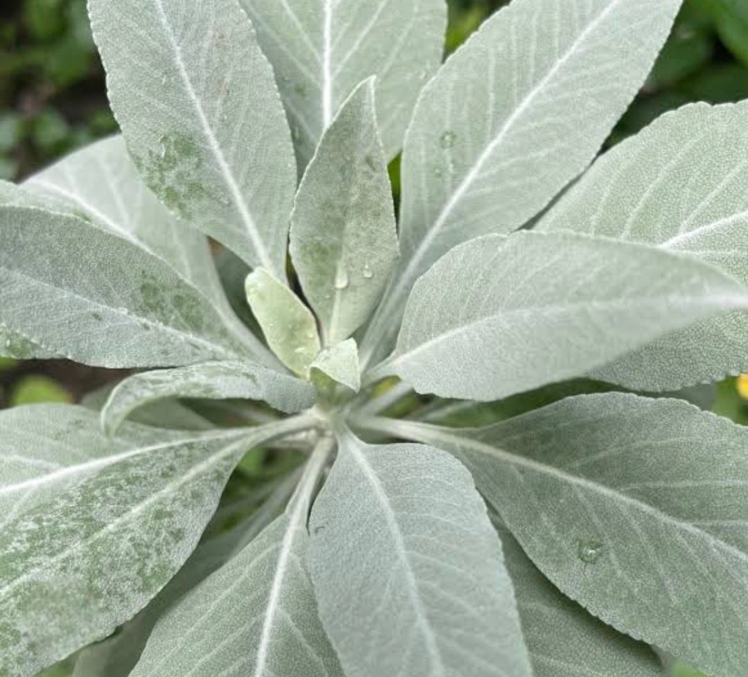White Sage ( Salvia Apiana ) 2L Container | The Mystics Garden