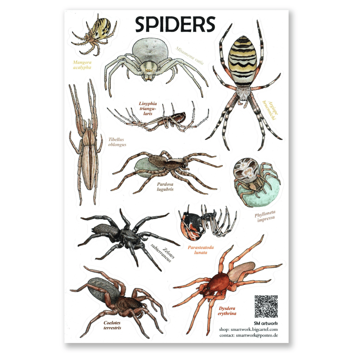 Spider sticker sheet | SM_artwork