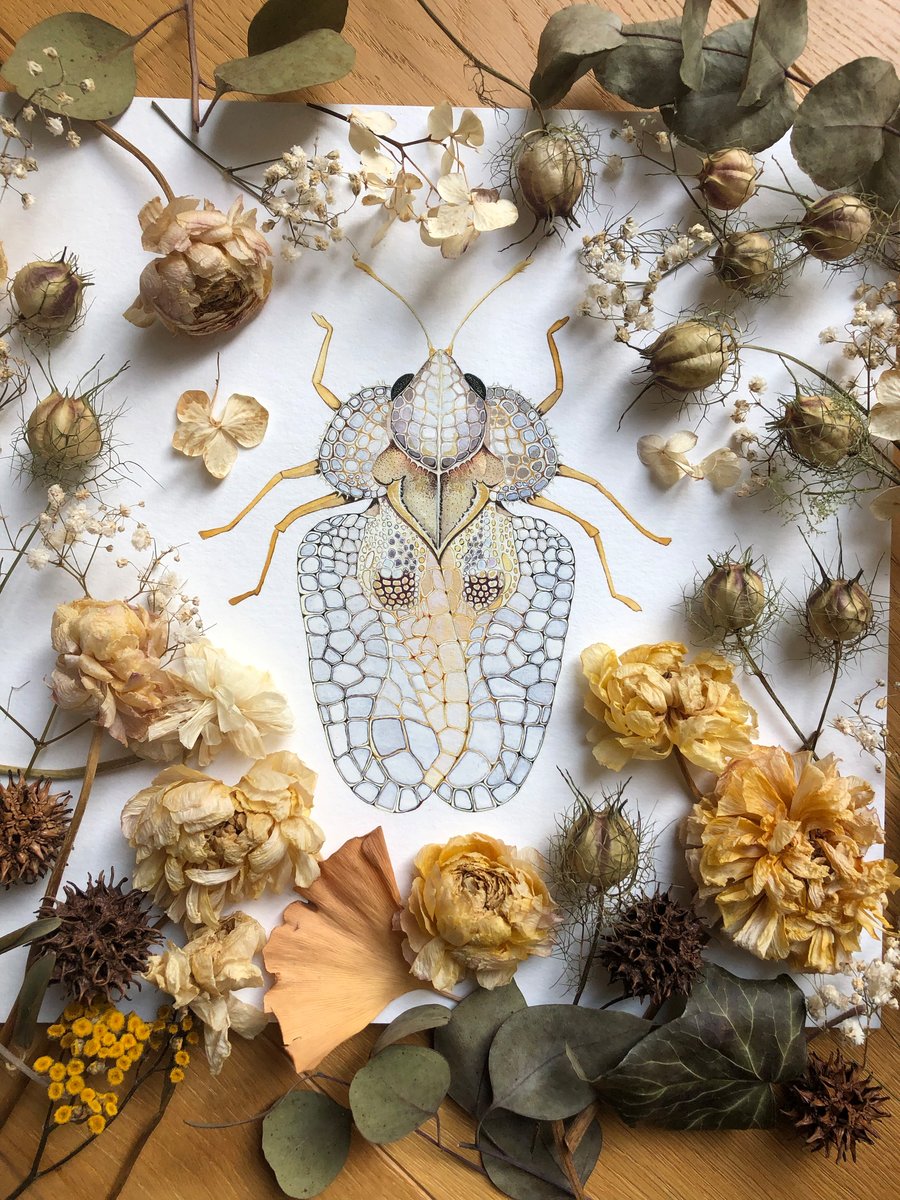 Sycamore lace bug | maria mayrhofer