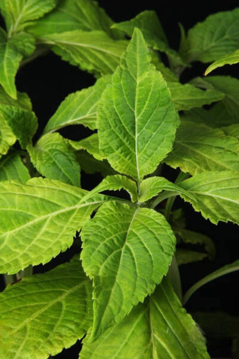 Diviners Sage ( Salvia Divinorum) 2 L Container | The Mystics Garden