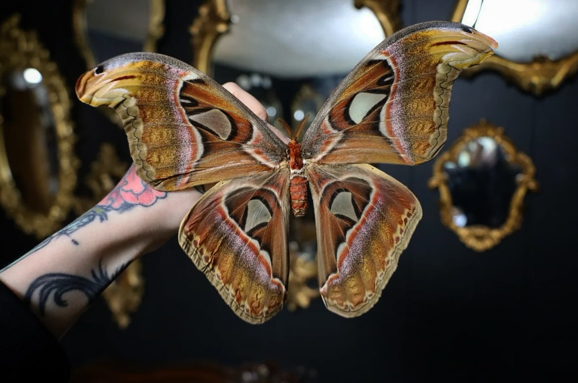 Atlas Moth (Unspread/Folded) | Bewitched Oddities