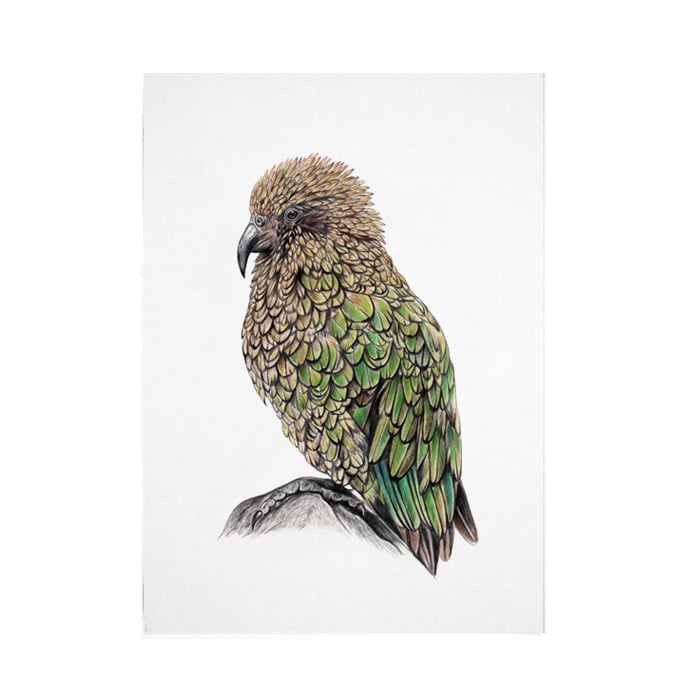Kea Art Print | Baileys Alchemy