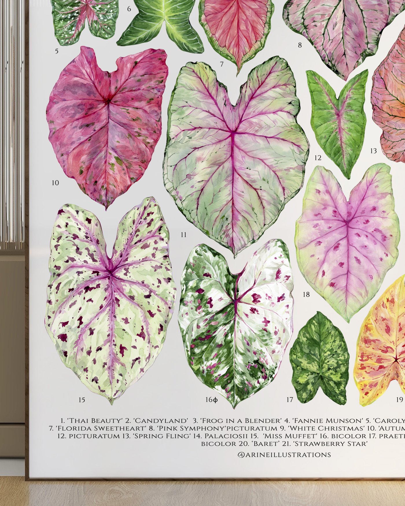 Caladium Varieties Poster | arineillustrations
