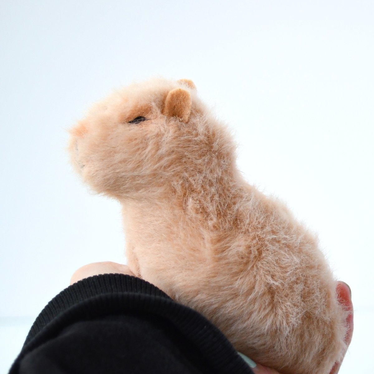 capybara sit | mountroyalmint