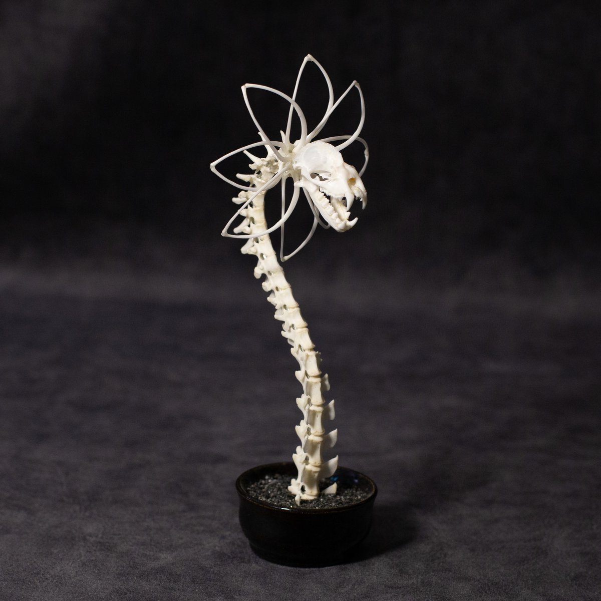 TOMSIMAGINATION — Skella-Daisy (Bat Skull)