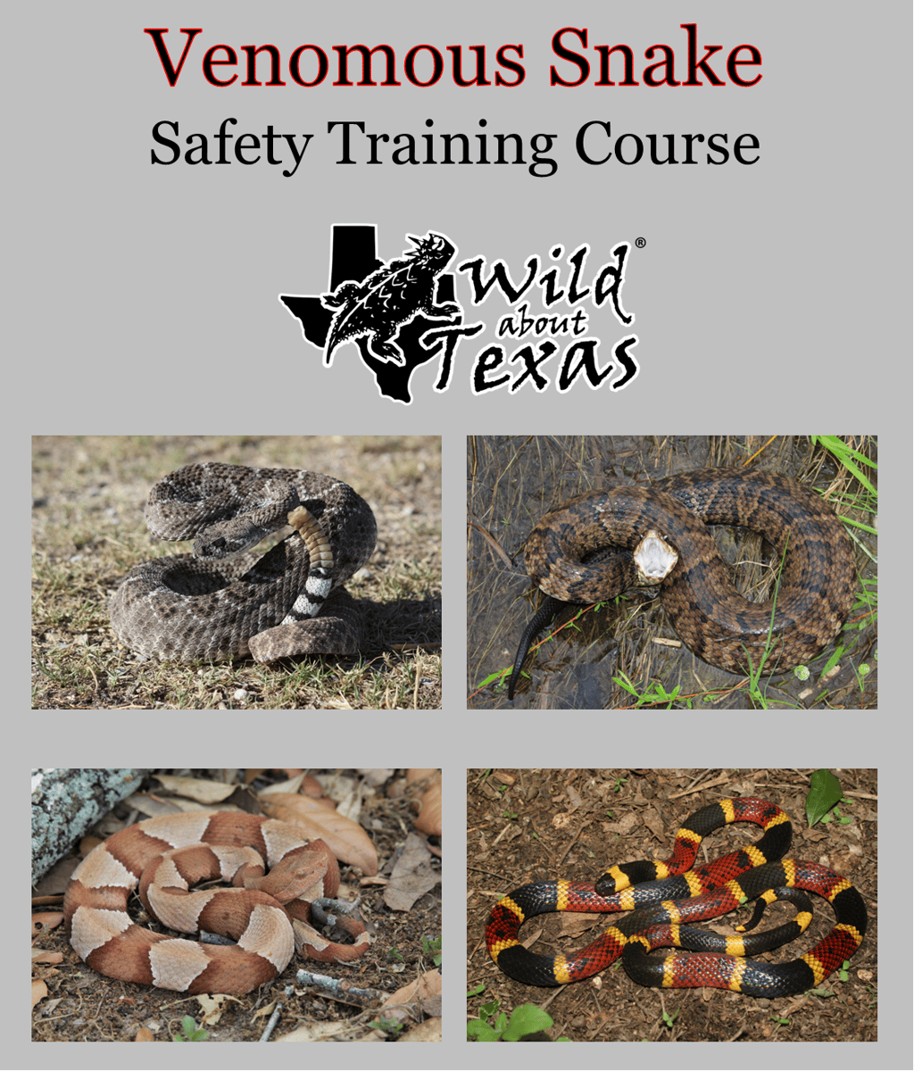 VENOMOUS SNAKE SAFETY TRAINING | Wild About Texas