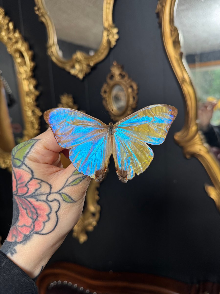 Morpho Sulkowskyi (Unspread/Folded) | Bewitched Oddities