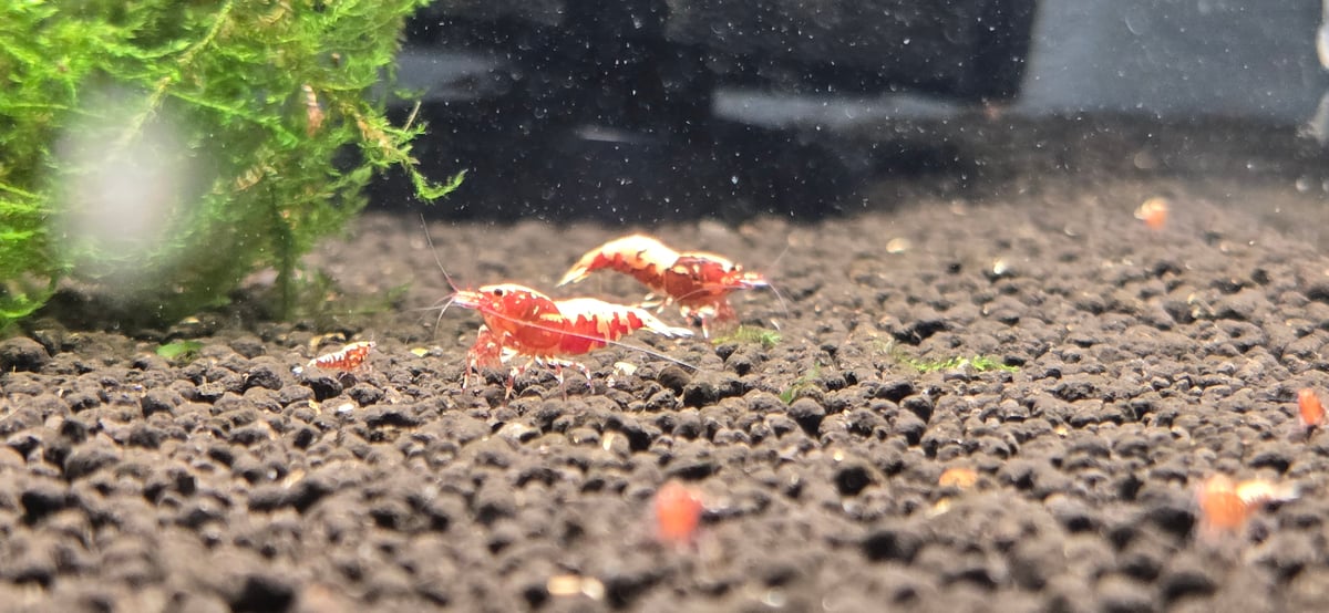 Red galaxy/fishbone mix Caridina Shrimp | Orion's Shrimp Emporium