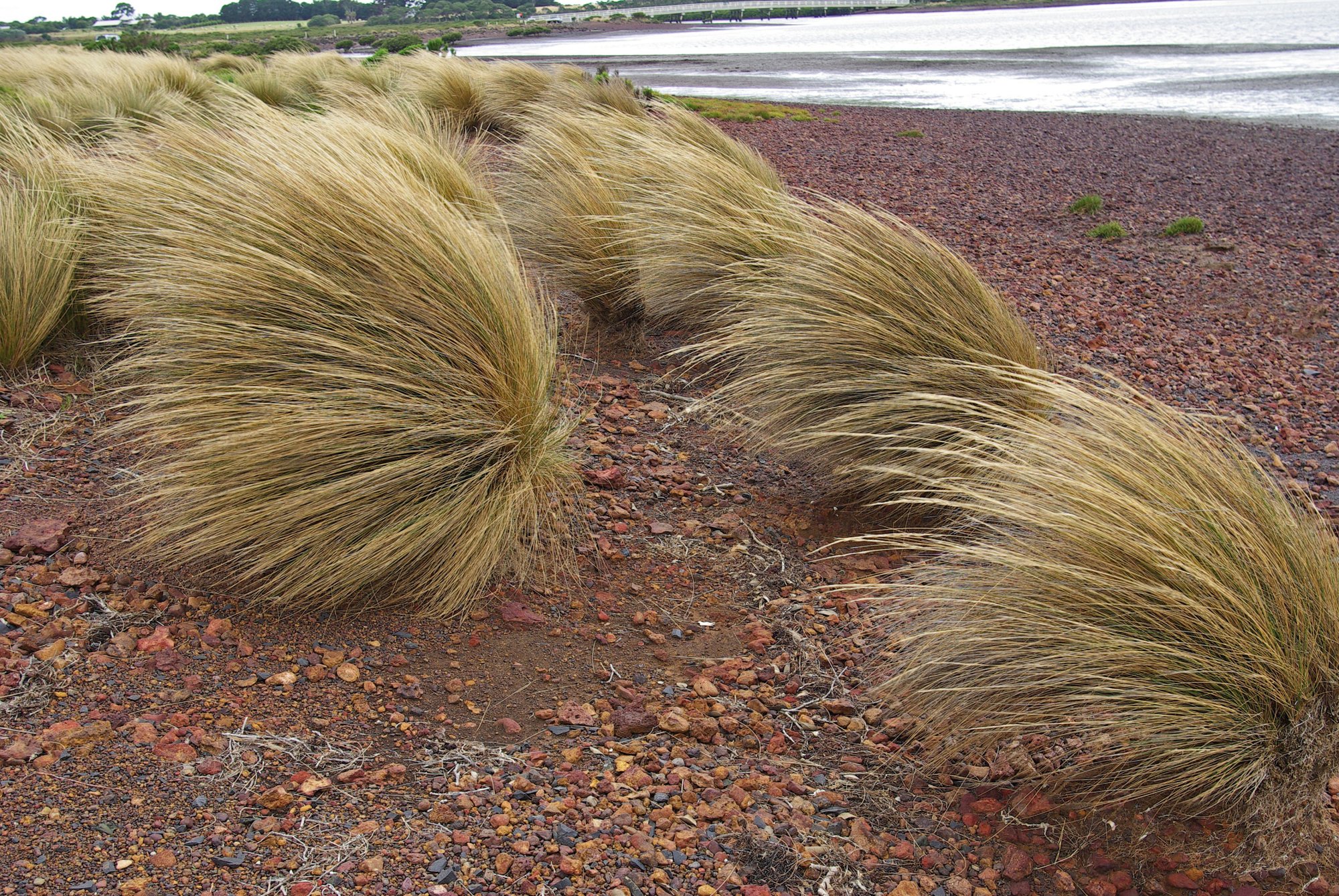 Austrostipa stipoides - Coast spear grass | Reforest Bush Nursery