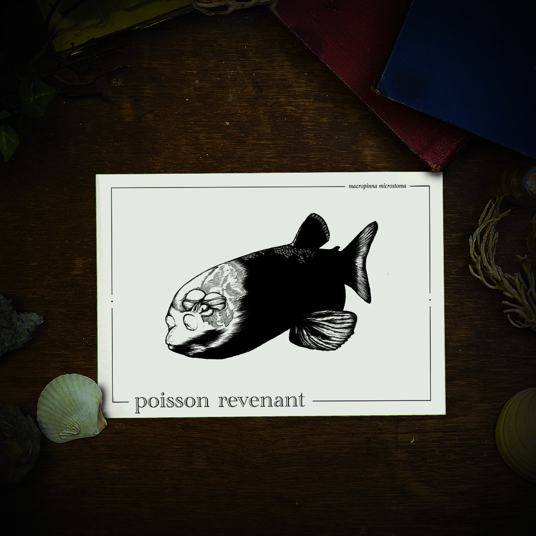 POISSON-REVENANT | Rough Illustration