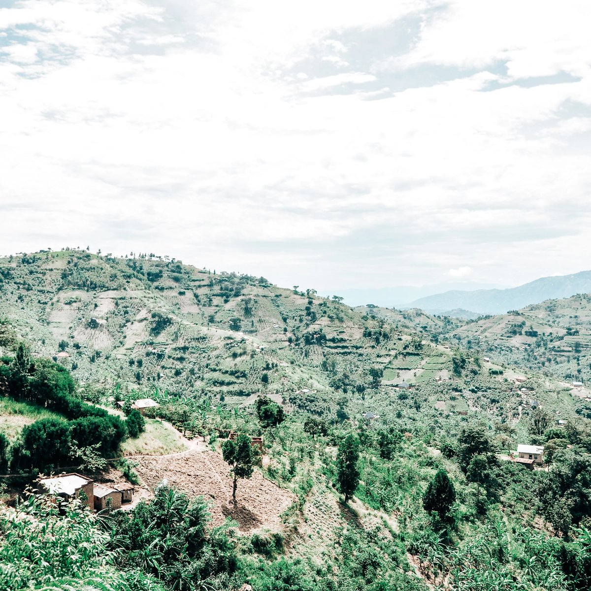 UGANDA | AFRICAN MOON | Kin Coffee Roasters