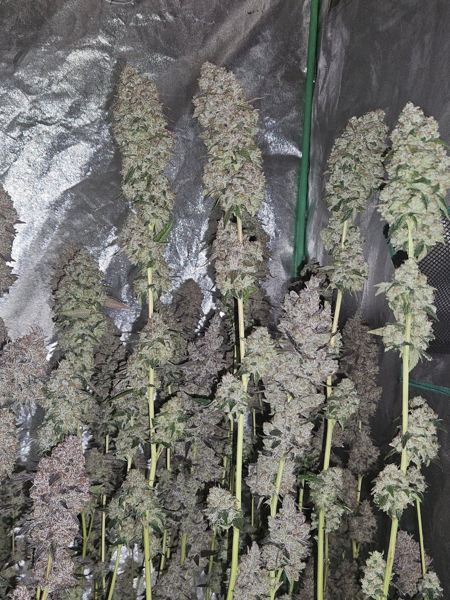 Products | NewClear Genetics