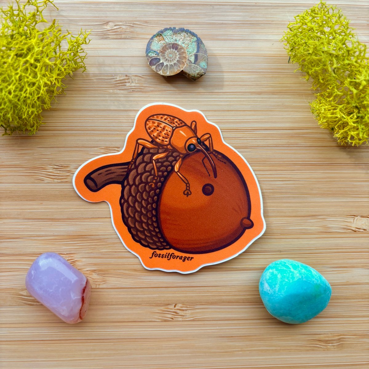 Acorn Weevil Sticker | fossilforager