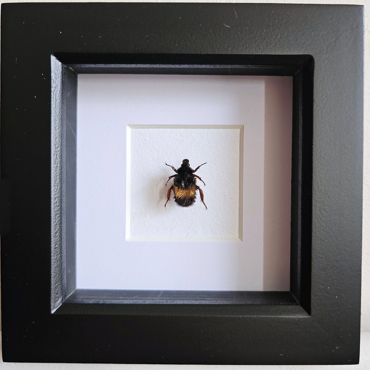Framed - Bee Mimic Flower Chafer (RARE) | Stoned Affection