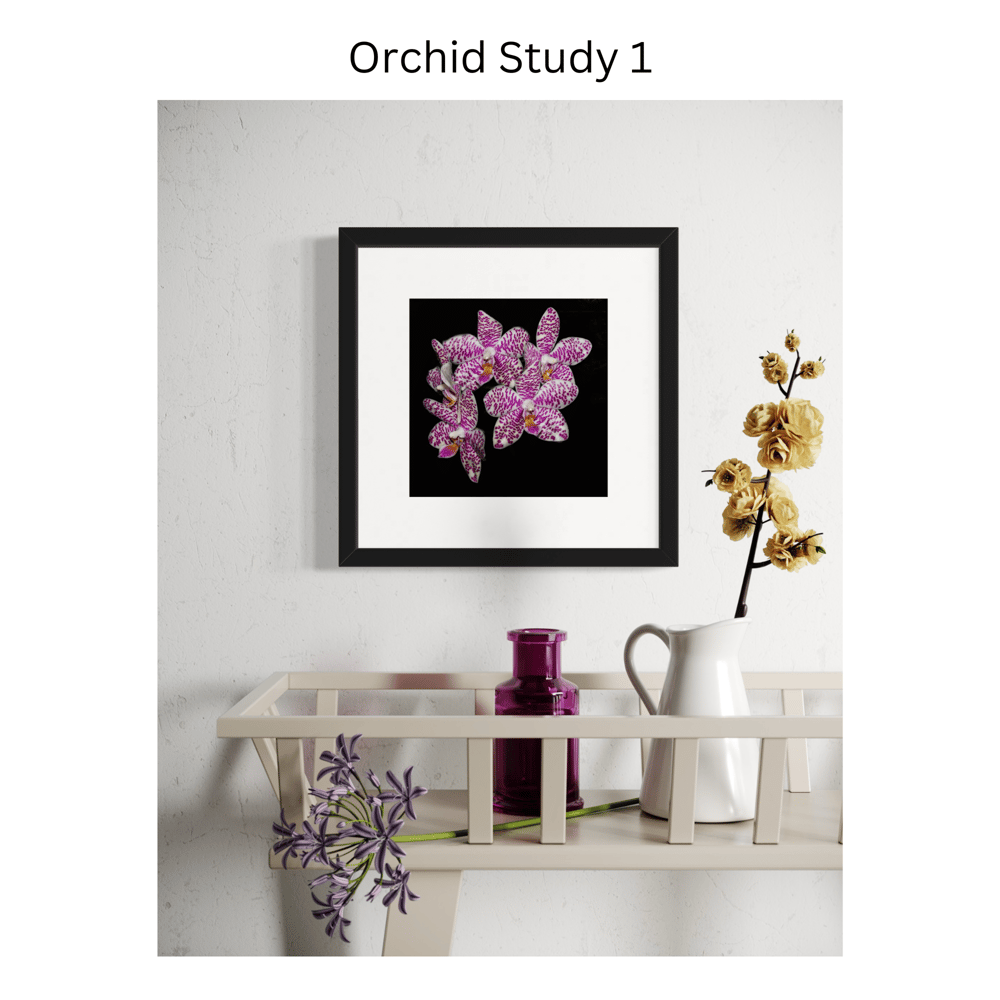Orchid Studies | Little Bee Gallery