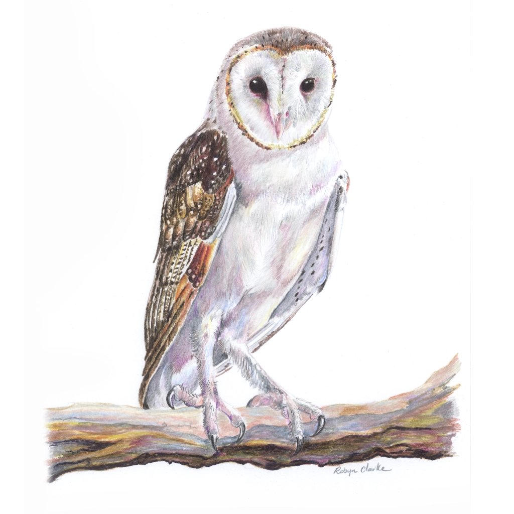 "Silent Guardian" - Barn Owl Print | Robyn Clarke Artist