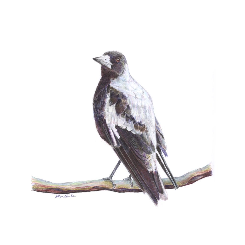 "Dawn Chorus" - Australian Magpie Print | Robyn Clarke Artist