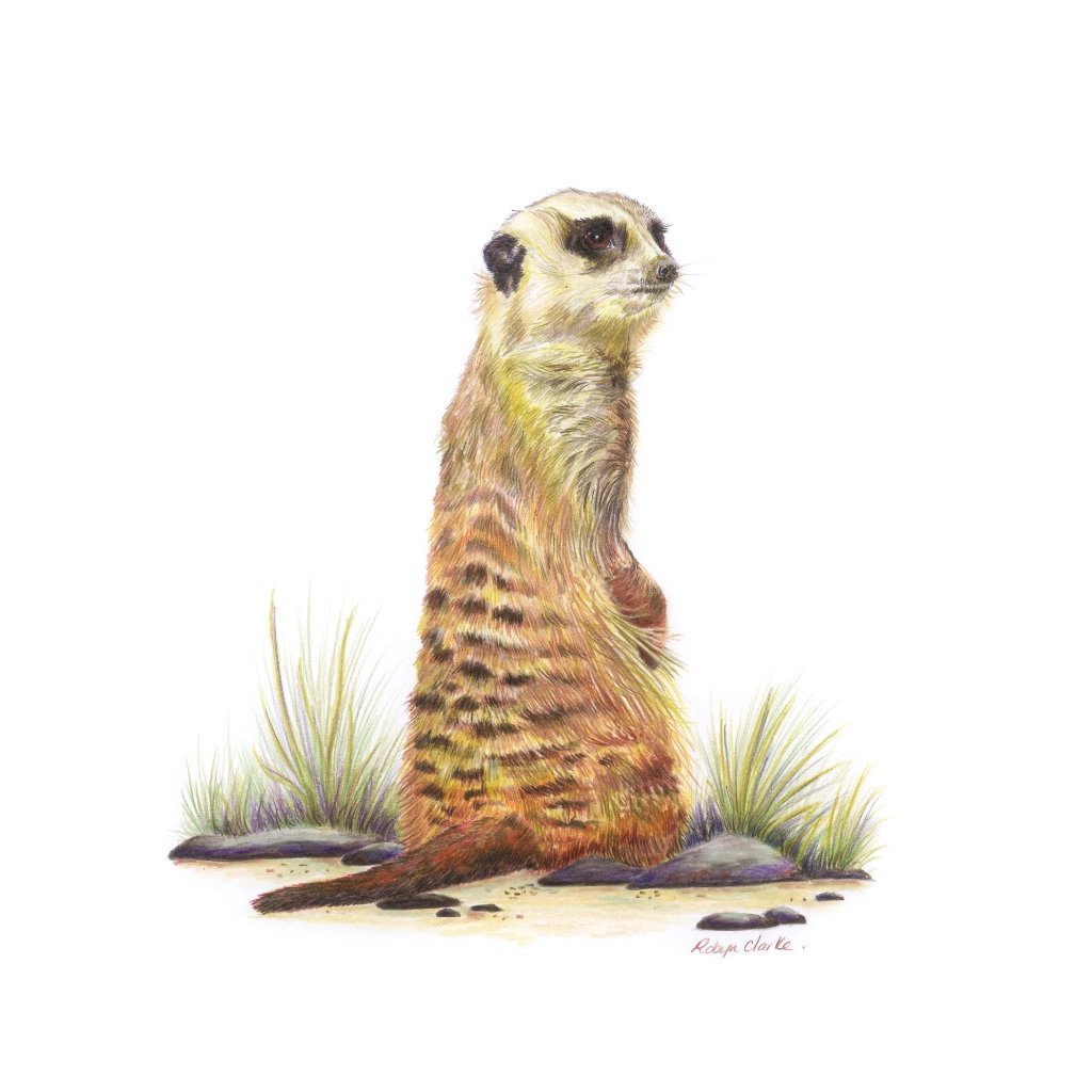 "Watchful Guardian" - Meerkat Print | Robyn Clarke Artist