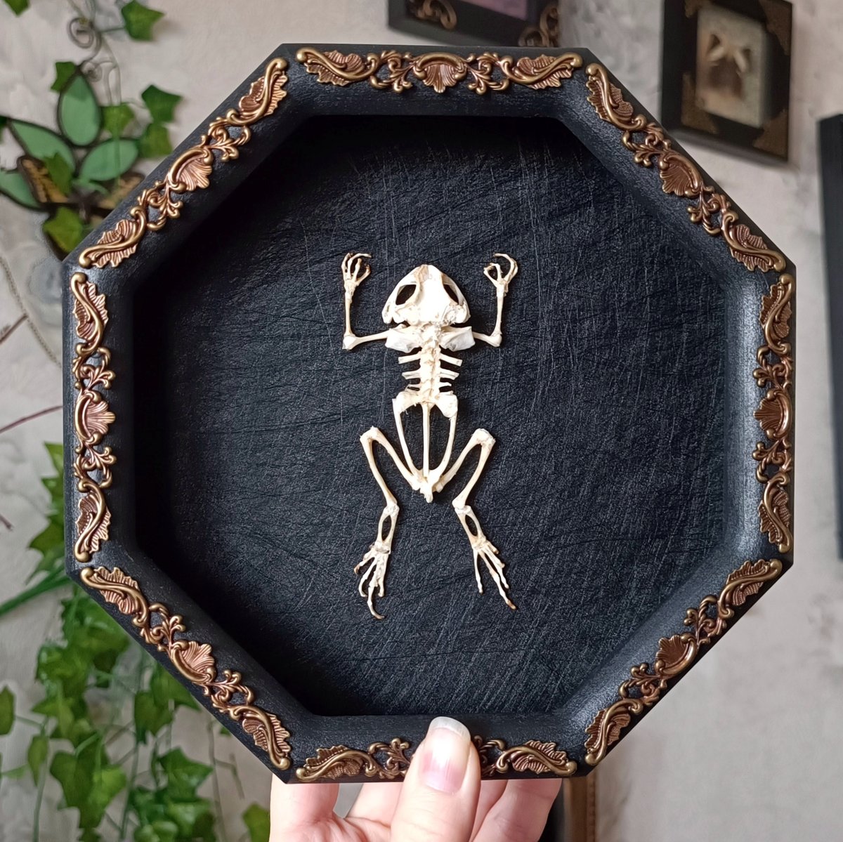 Framed toad skeleton | Tarantulabox