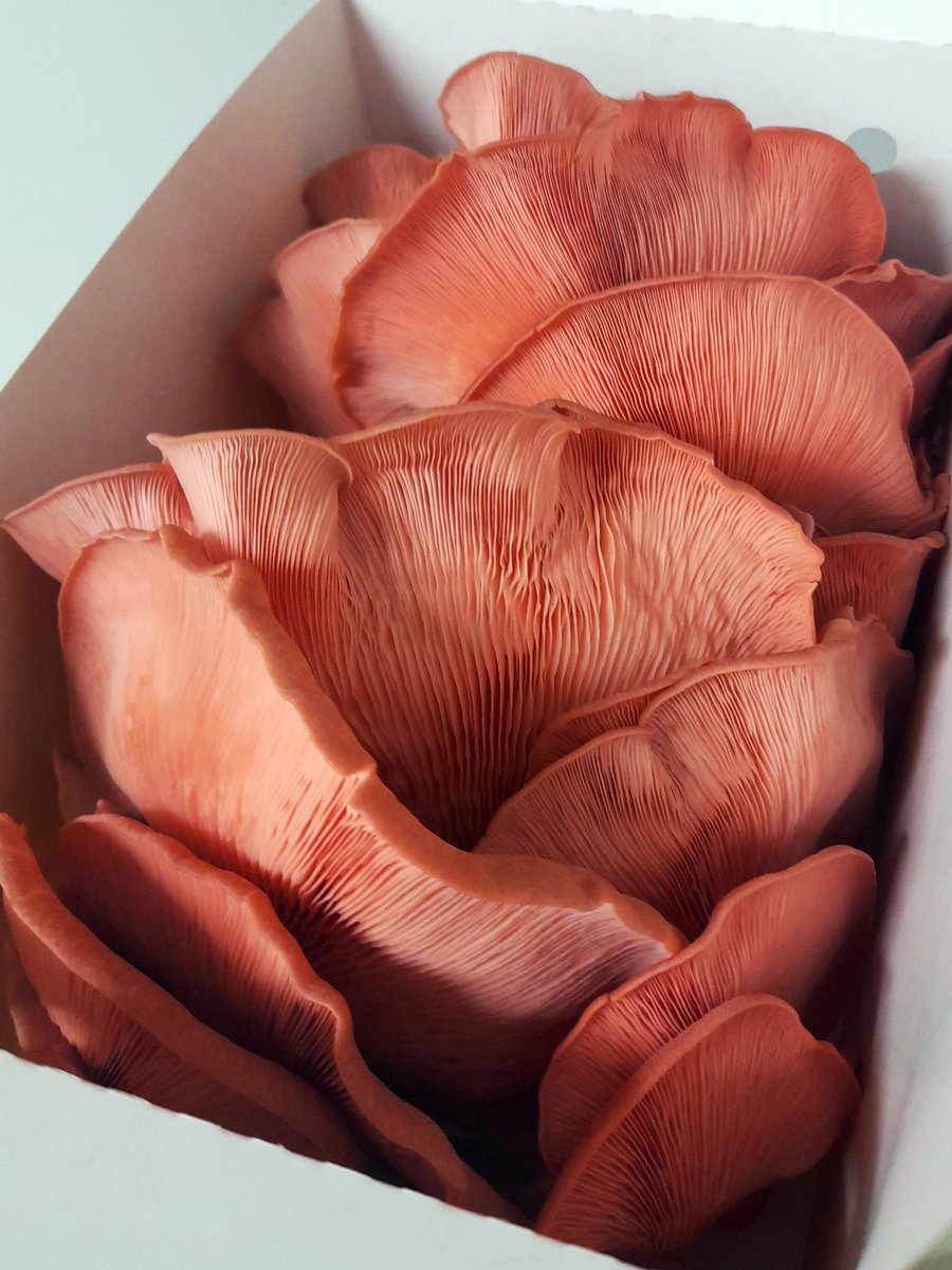 Pink Oyster - Fresh 500g | Skipworth Mushrooms