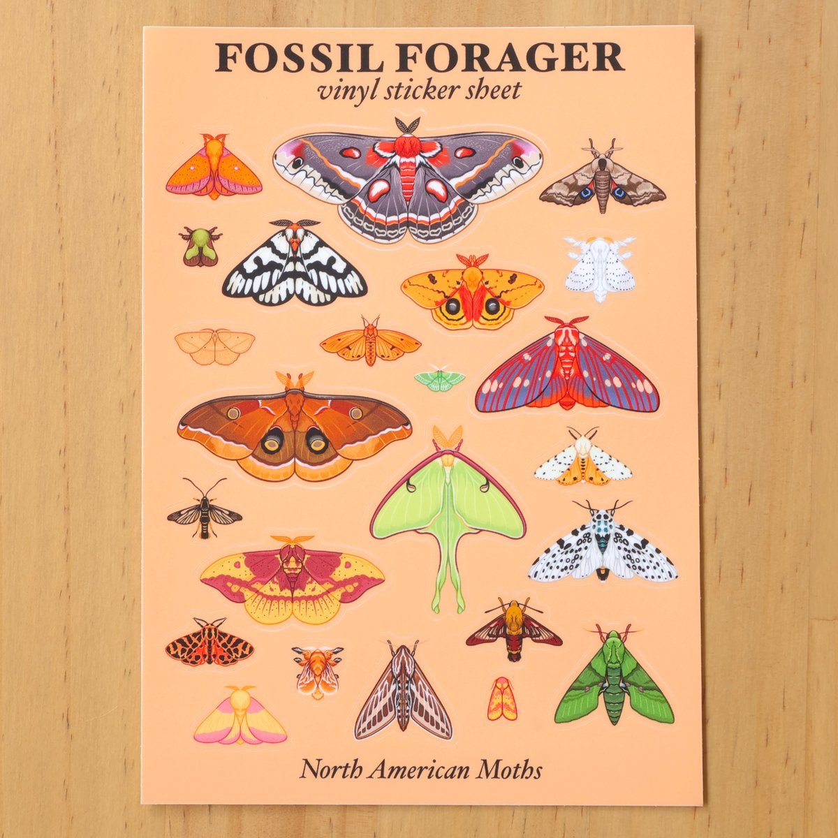 North American Moths Sticker Sheet | fossilforager