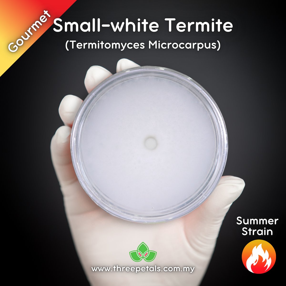Small-white Termite (Termitomyces Microcarpus) Live Mycelium Mushroom ...