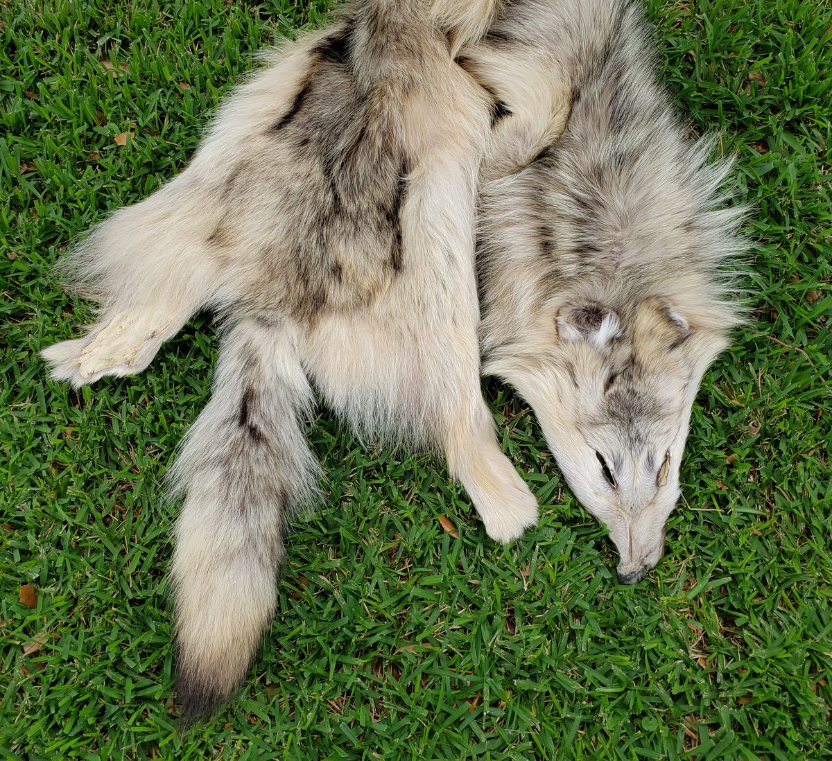 Wolf Skin | Wild Hearted One