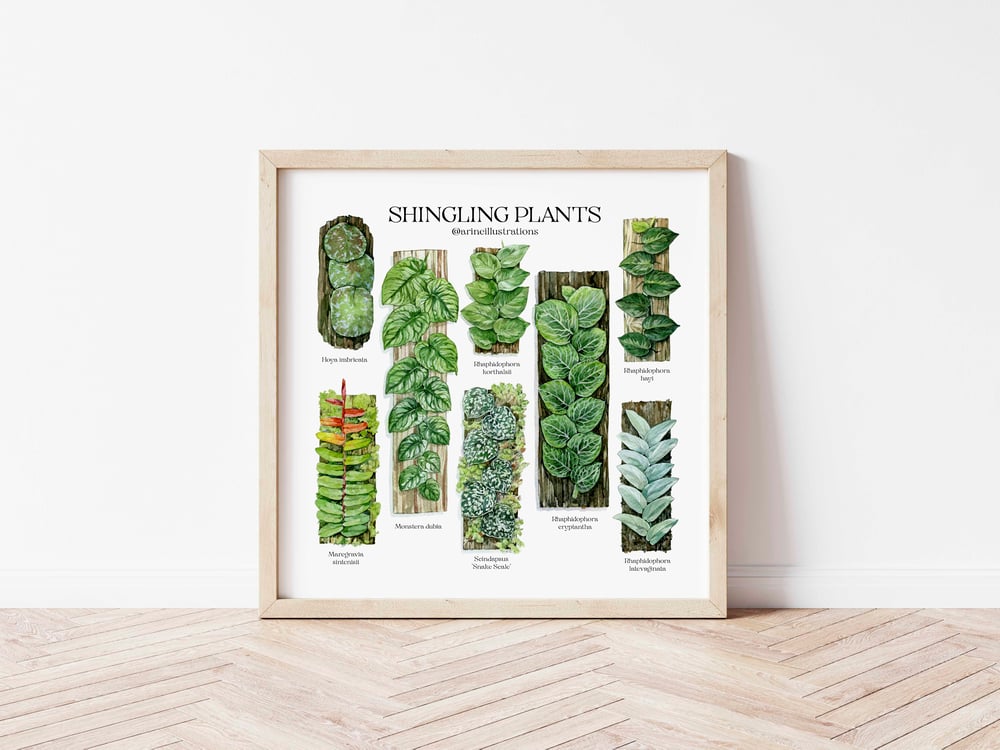 Shingling Plants Poster | arineillustrations