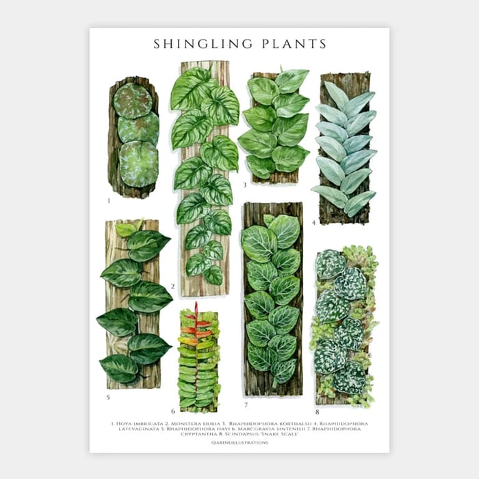 Shingling Plants Poster | arineillustrations